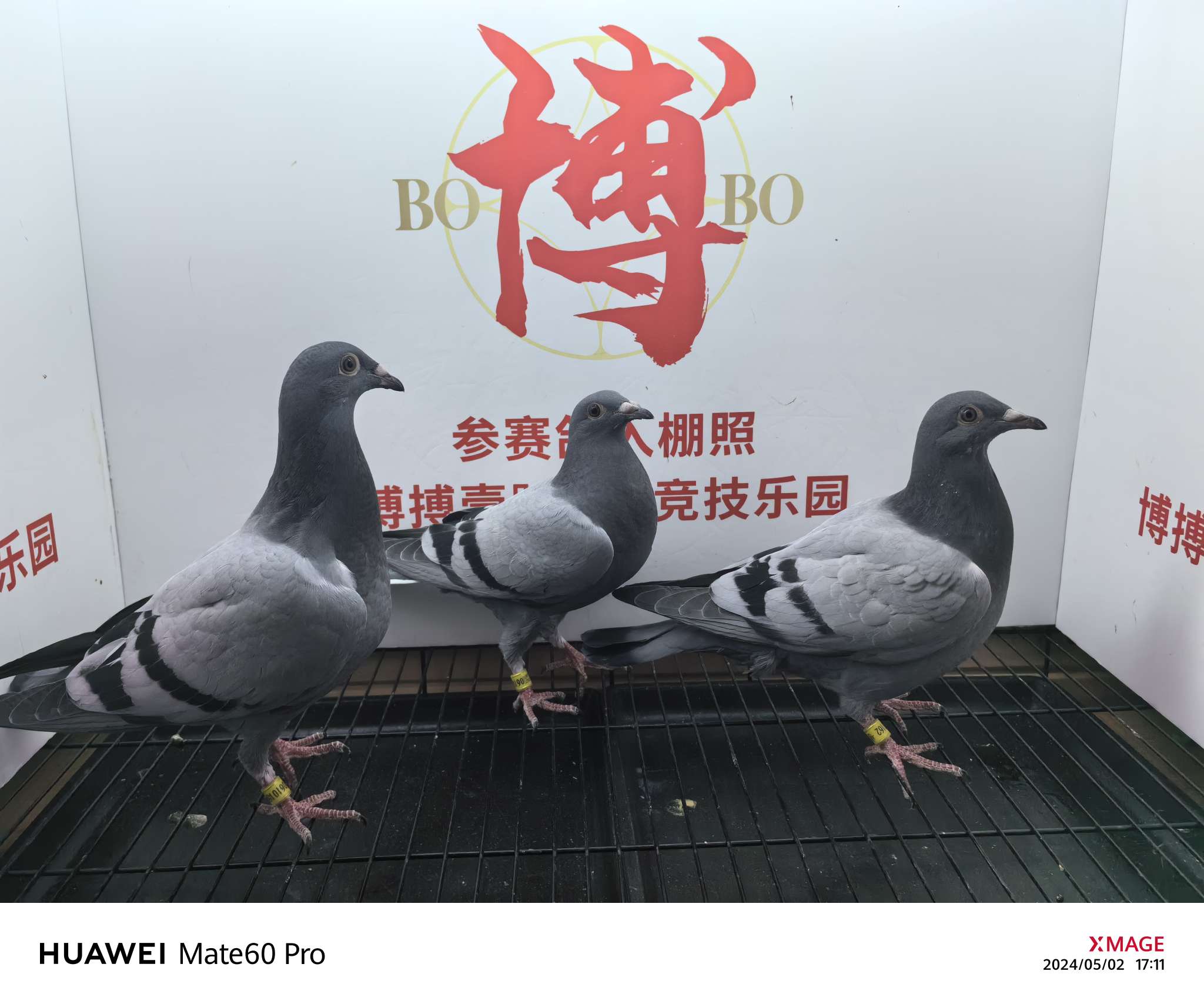 博搏壹號CTS竞翔乐园照片查看-中国信鸽信息网各地公棚